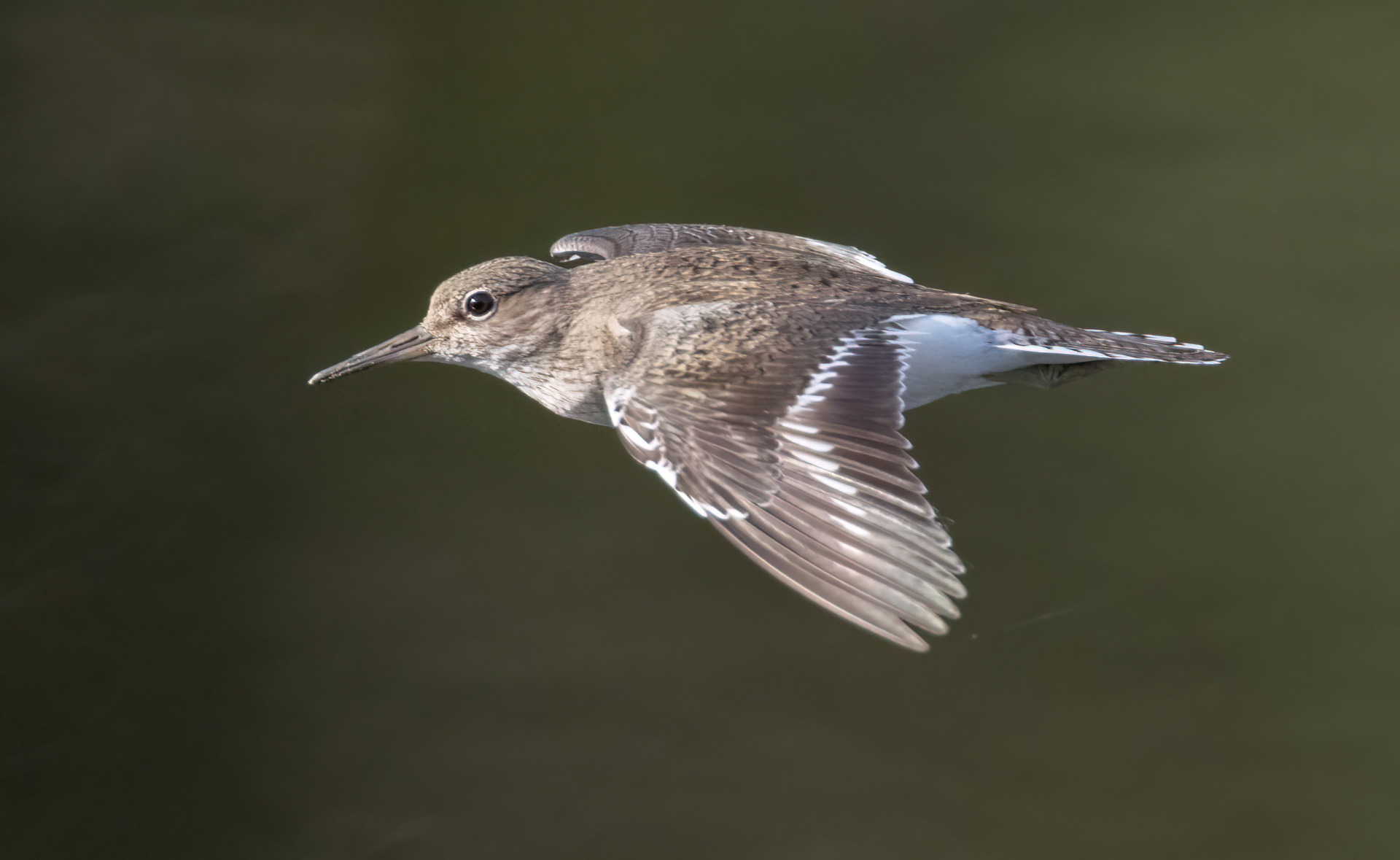 Rantalinnut :: Niko Rintalahti Photography